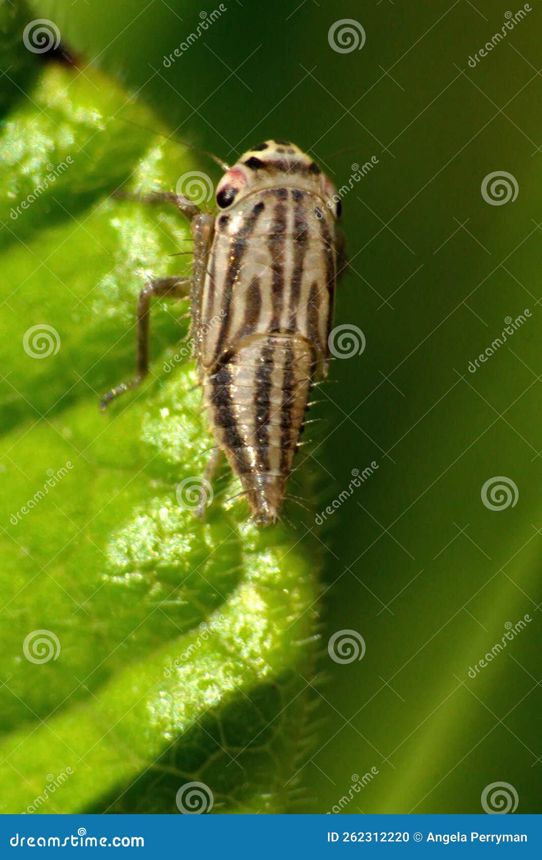 Hopper on a leaf stock photo. Image of stripes, imbabura - 262312220