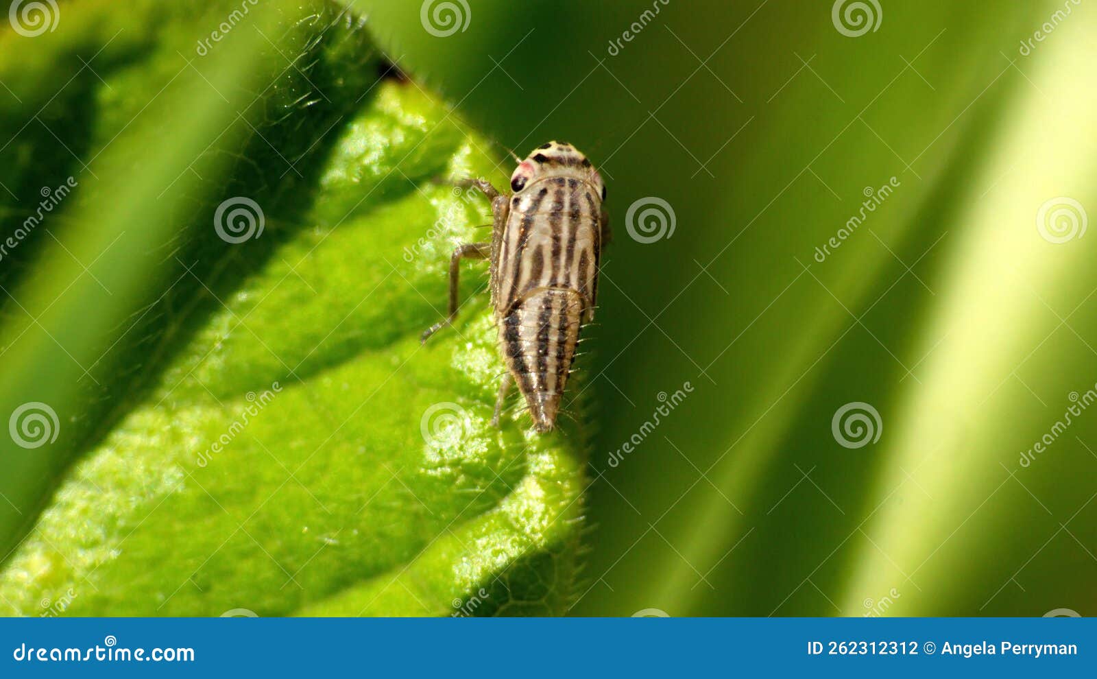Hopper on a leaf stock photo. Image of south, stripes - 262312312