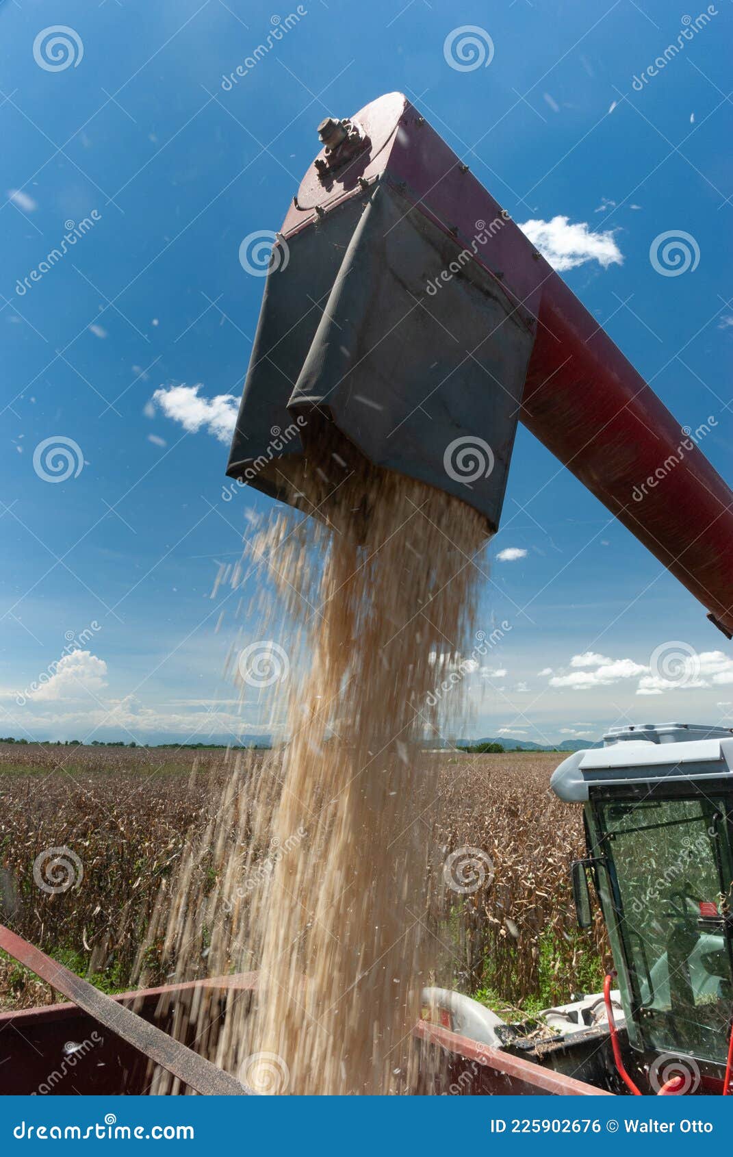 Hopper Unloading Corn Grains Harvested By The Harvester Stock Photo ...