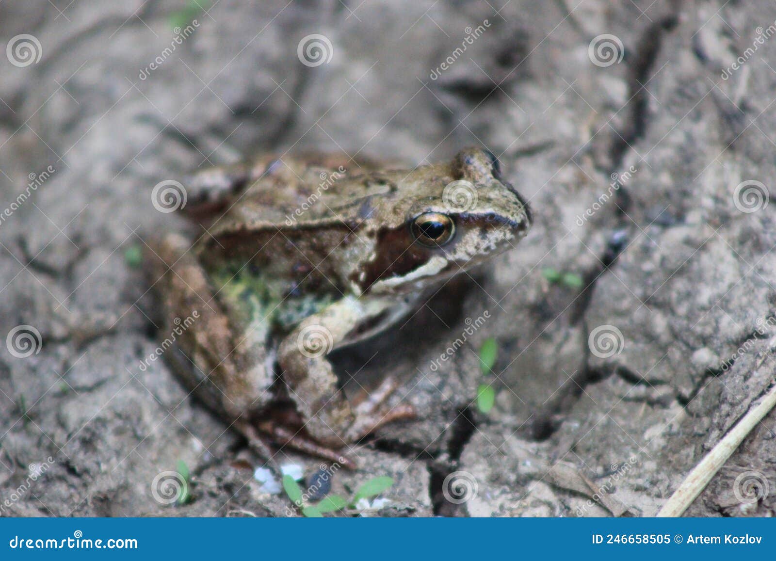 Hopping frog stock image. Image of lizard, insect, amphibian - 246658505