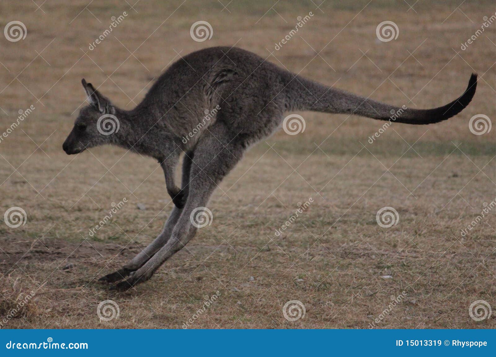 Kangaroo Hopping In Field Stock Photography | CartoonDealer.com #56294432