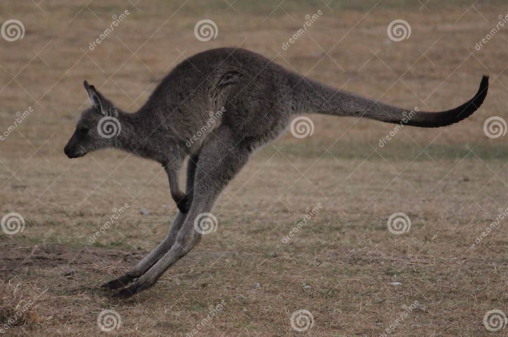 Hopping Kangaroo stock image. Image of brown, chew, claw - 15013319