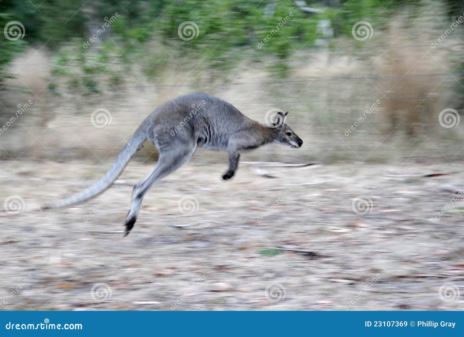 Hopping Kangaroo stock image. Image of move, running - 23107369