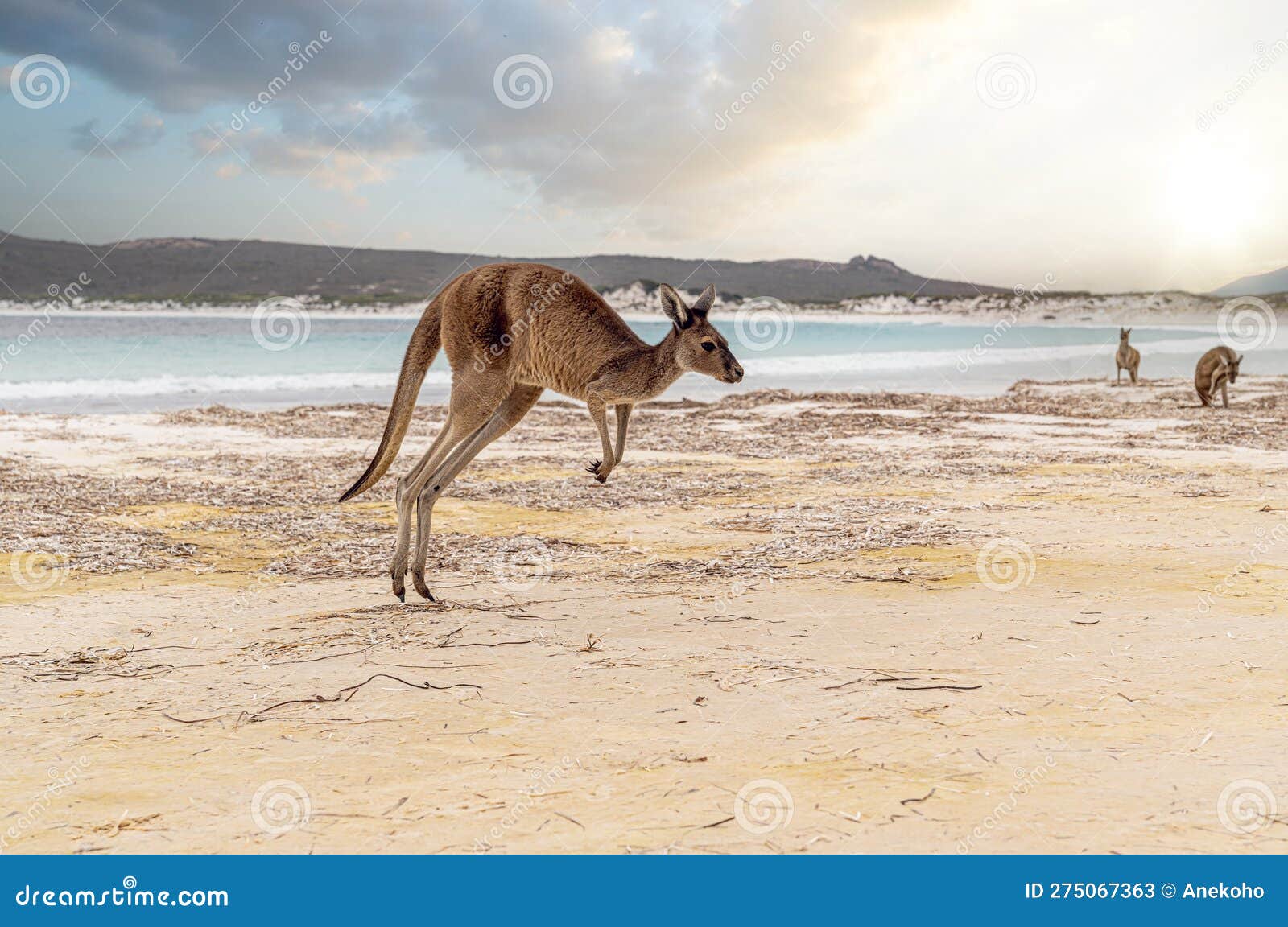 Hopping Kangaroo on Kangaroo Island Australia Stock Image - Image of ...