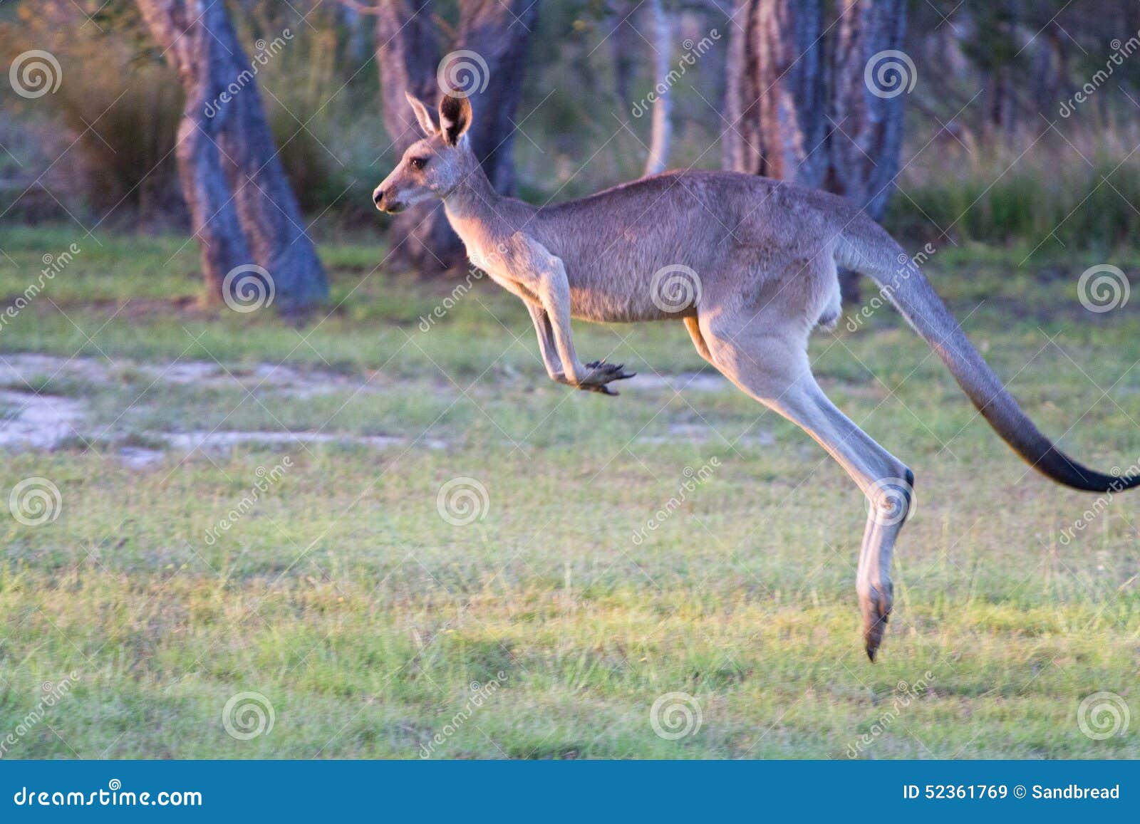 Hopping Kangaroo stock image. Image of jumping, hopping - 52361769