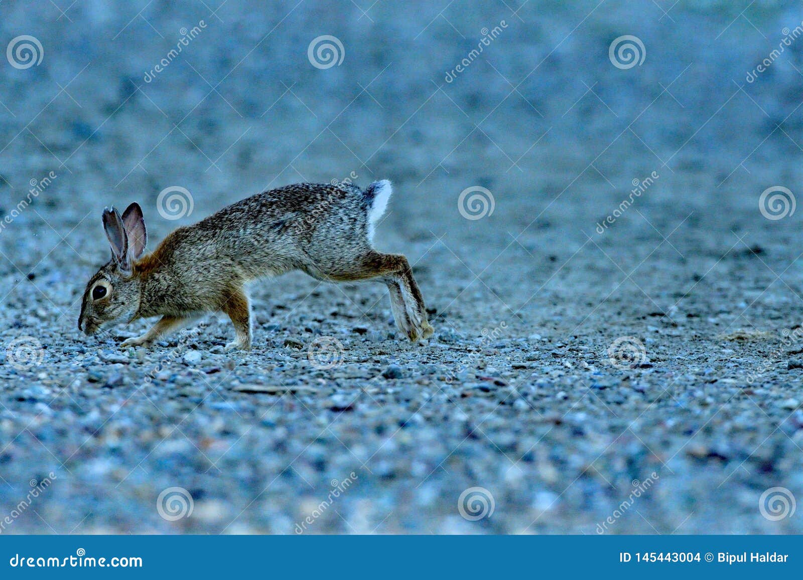 A Hopping Rabbit stock photo. Image of mammal, wildlife - 145443004