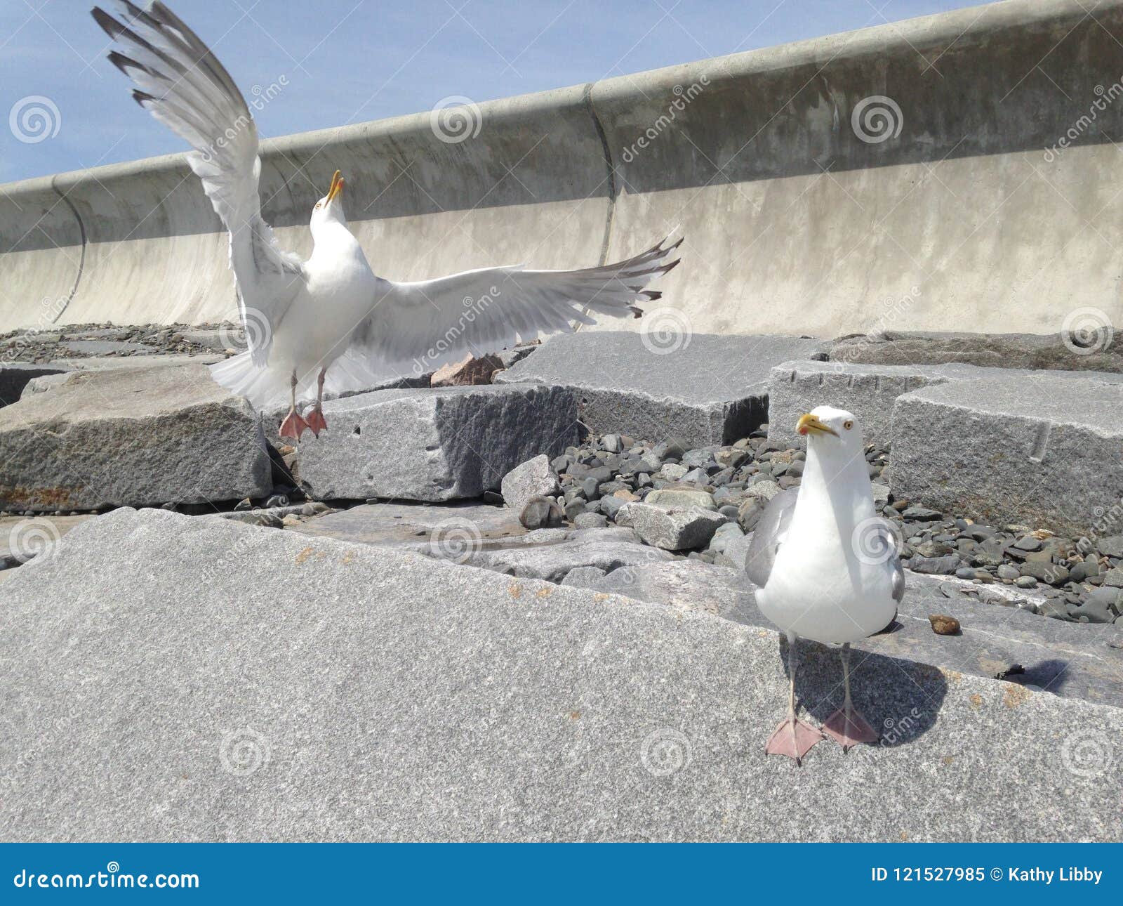 Hopping seagull stock image. Image of seawall, birds - 121527985