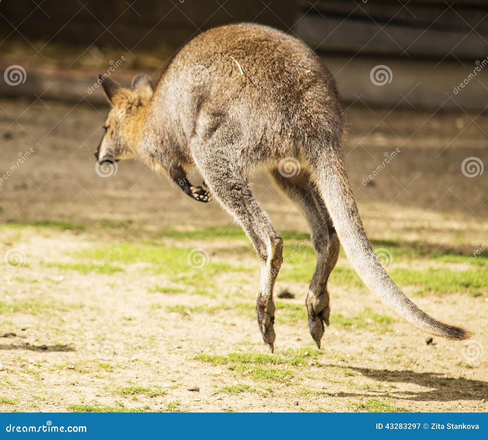 Wallaby Jumping