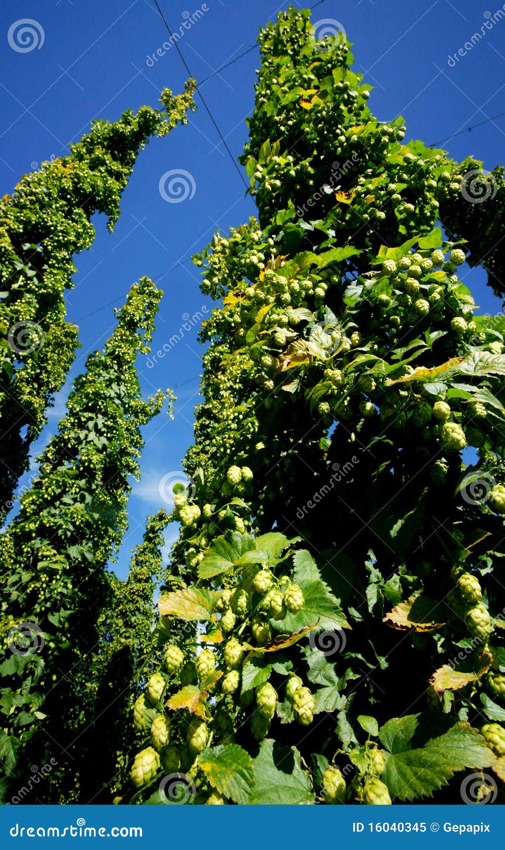 Hops Farm 1 Stock Photos - Free & Royalty-Free Stock Photos from Dreamstime
