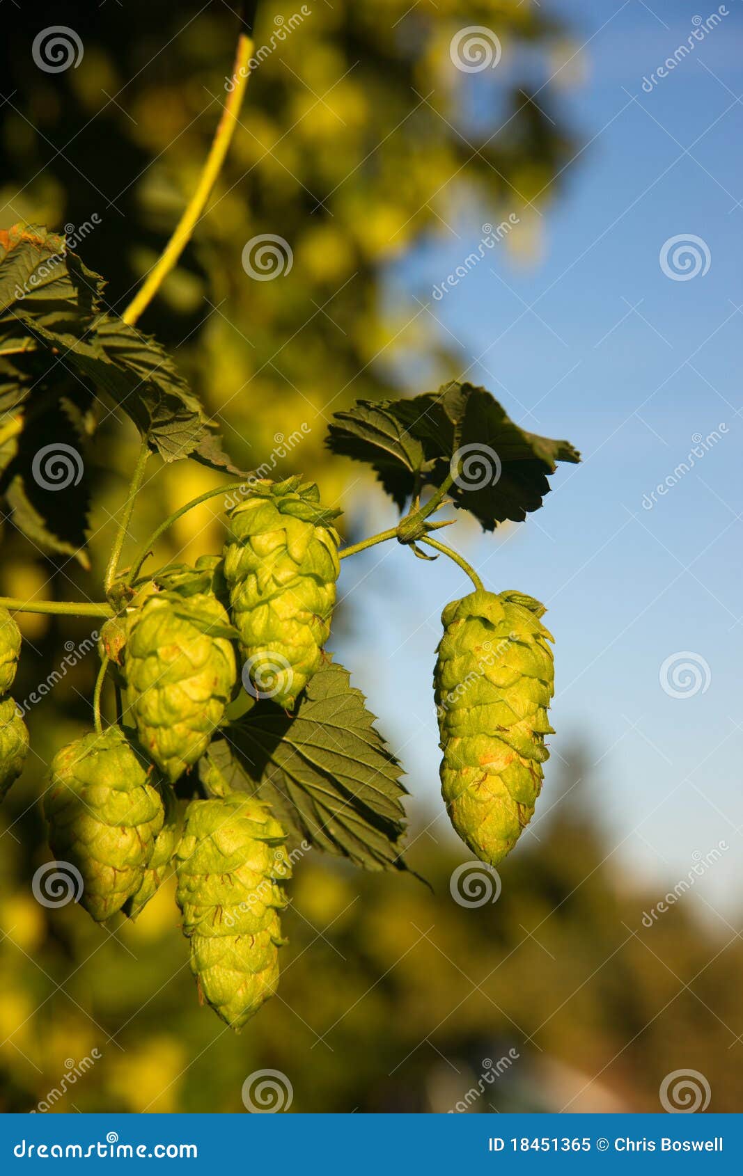Hops Green Plant Growing Thriving Vine Field Stock Image - Image of ...