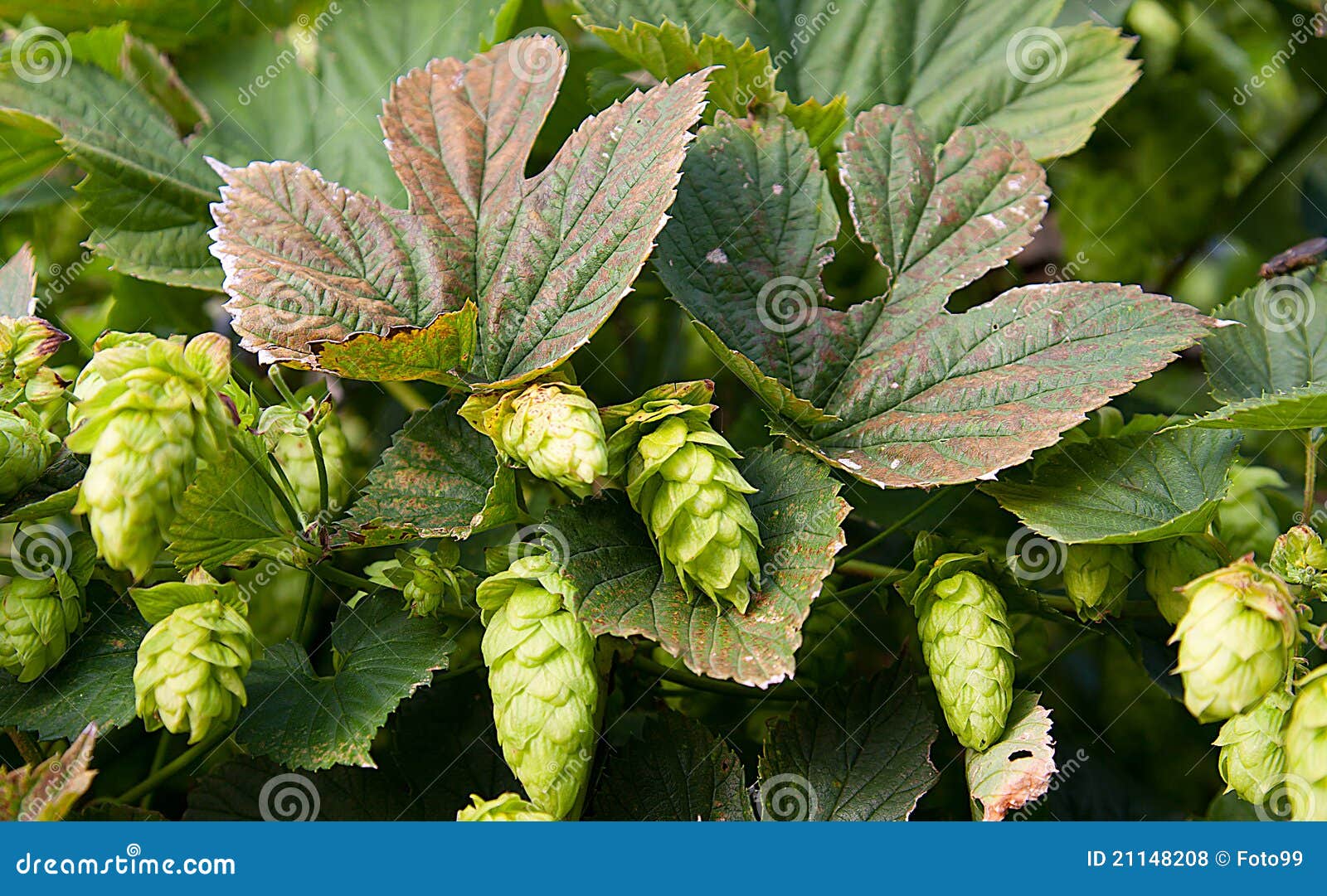 Cascade Hops Photos - Free & Royalty-Free Stock Photos from Dreamstime