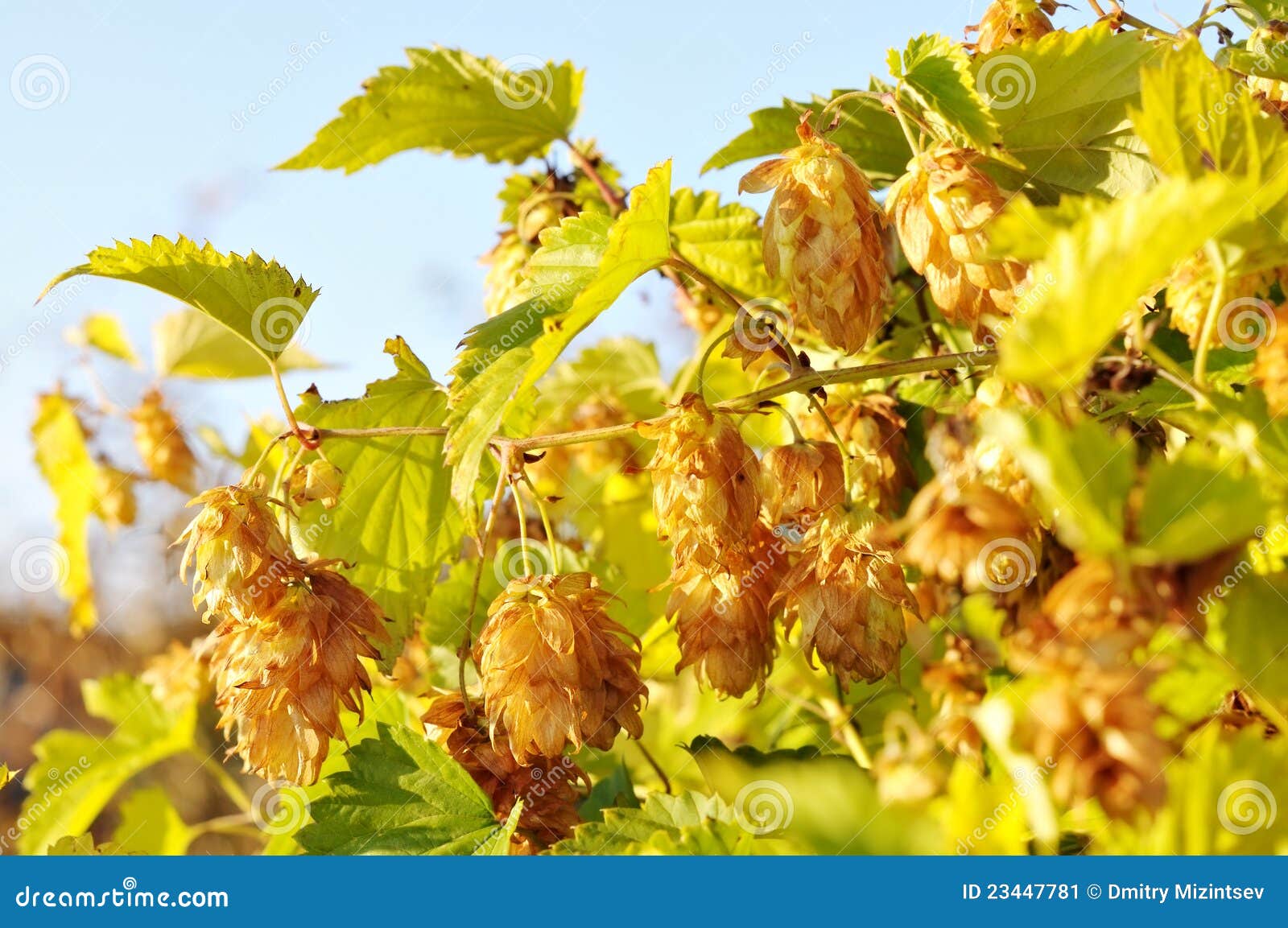 Hops stock image. Image of leaves, flower, heap, growth - 23447781