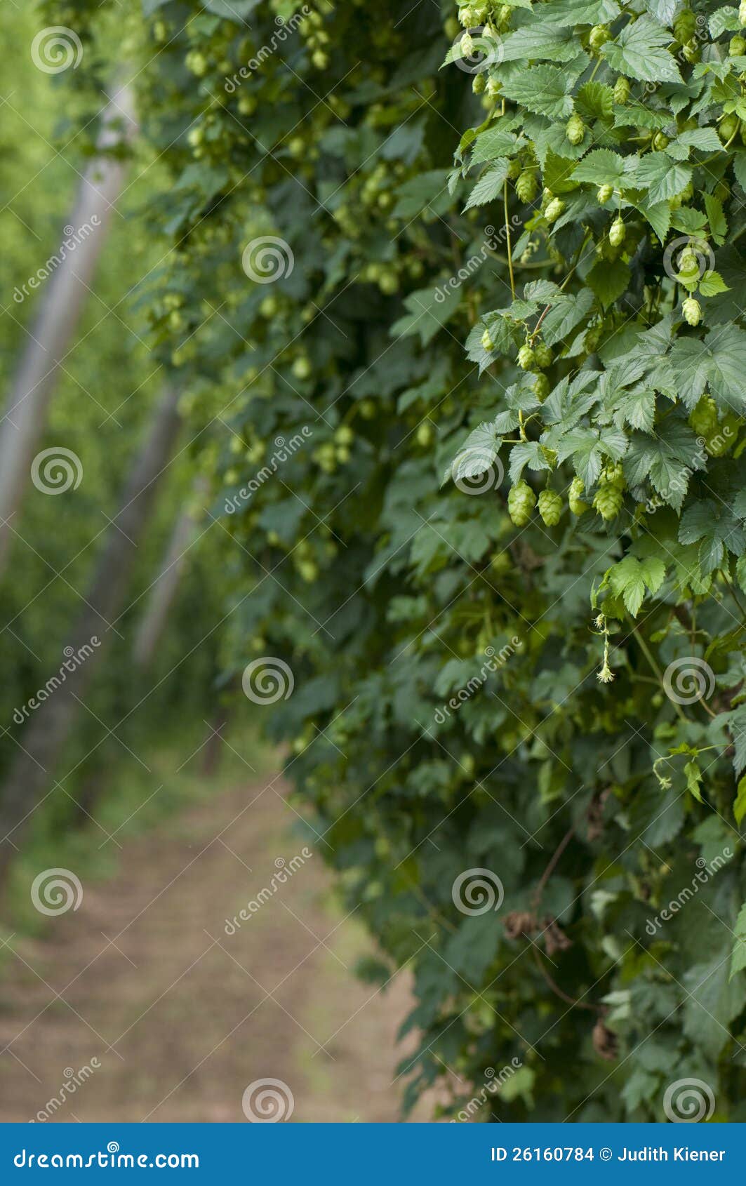 Hops stock photo. Image of rispe, field, plant, ingredient - 26160784
