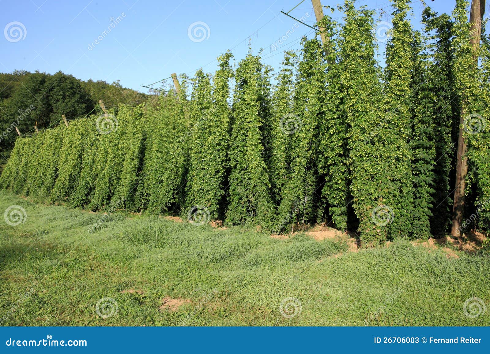 Hops stock image. Image of landscape, drink, hops, nature - 26706003