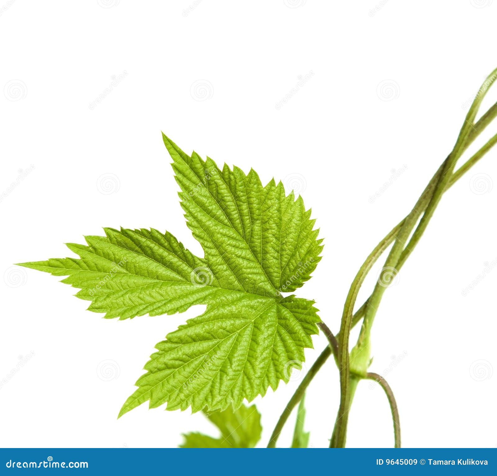 Hops stock image. Image of branch, closeup, leaf, stilllife - 9645009
