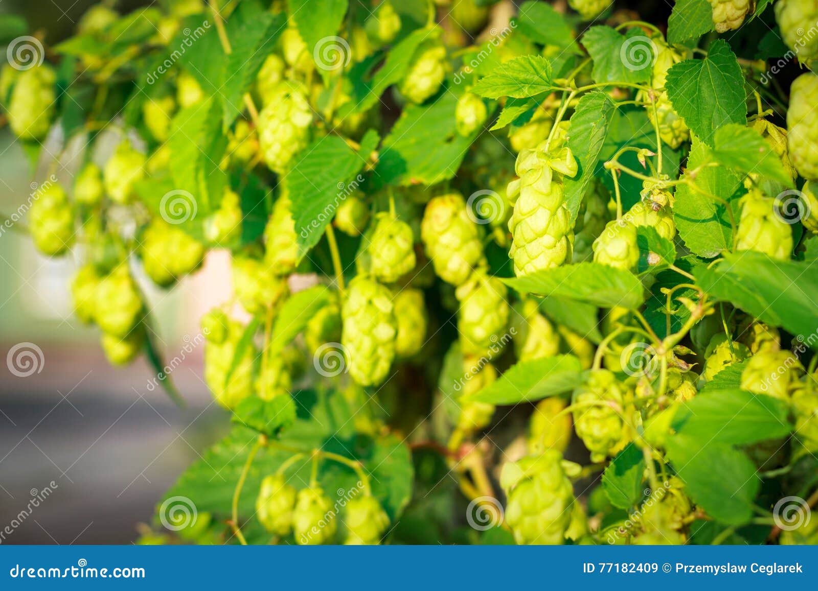 Hops stock image. Image of beverage, detail, brew, copy - 77182409