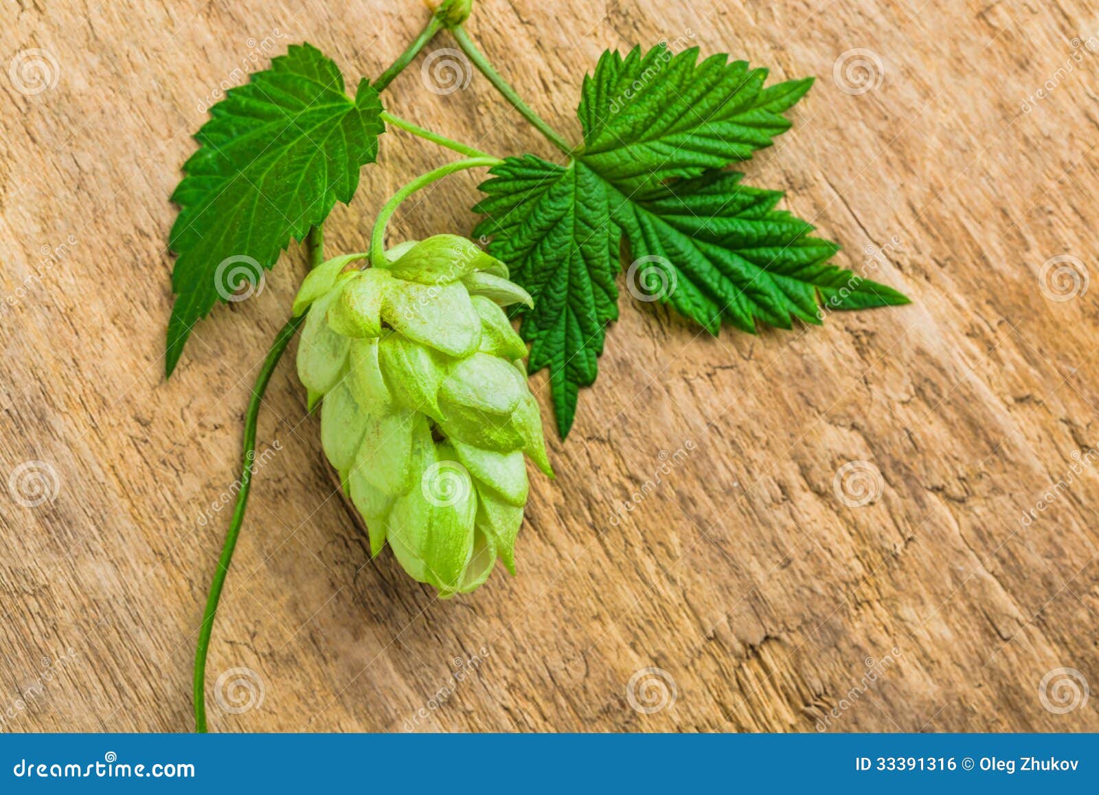 Hops Background of the Old Board Stock Photo - Image of brown, brewery ...