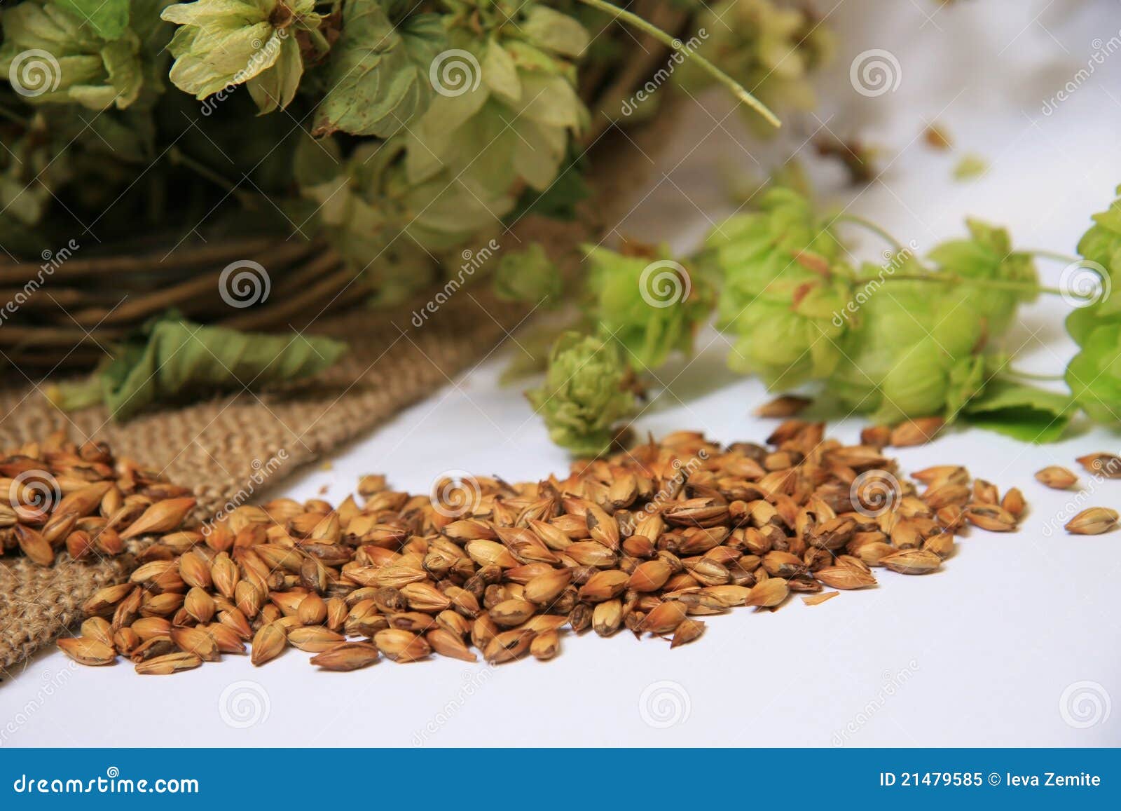 Hops and barley stock image. Image of farming, cone, green - 21479585