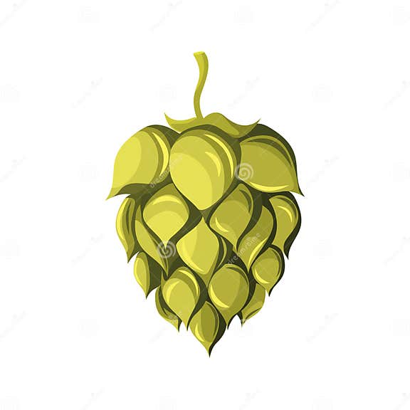 Hops.Beer Hops, a Plant for Making Beer Stock Vector - Illustration of ...