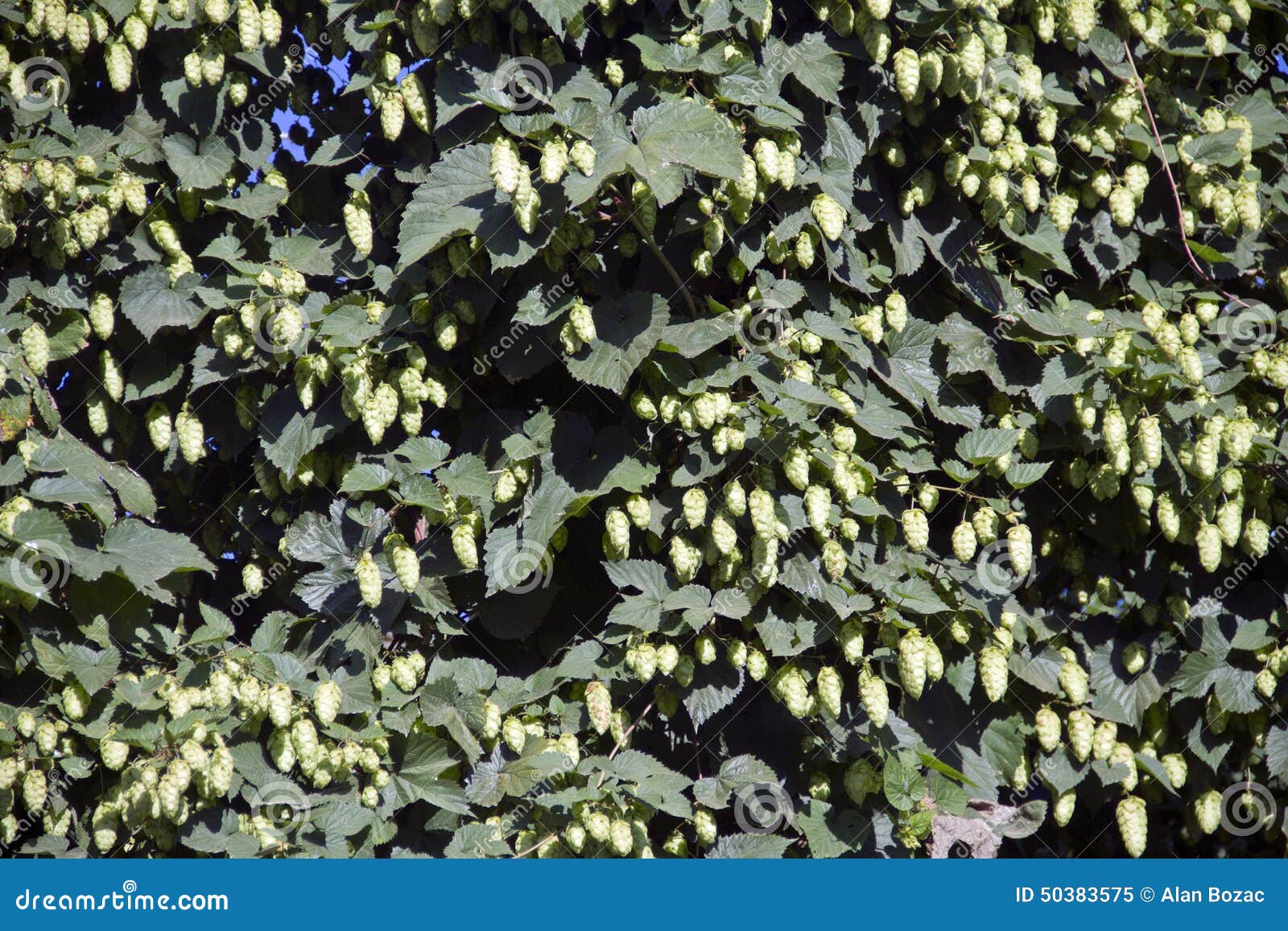 Hops on the bine. stock image. Image of green, growing - 50383575