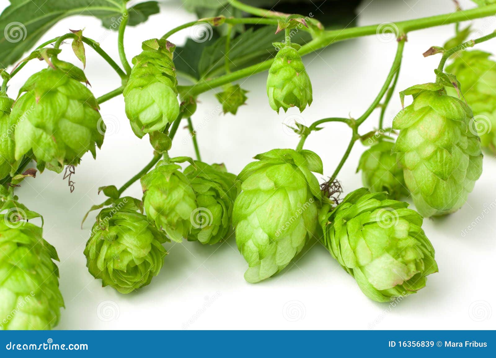 Hops branch close-up stock image. Image of fresh, leaf - 16356839