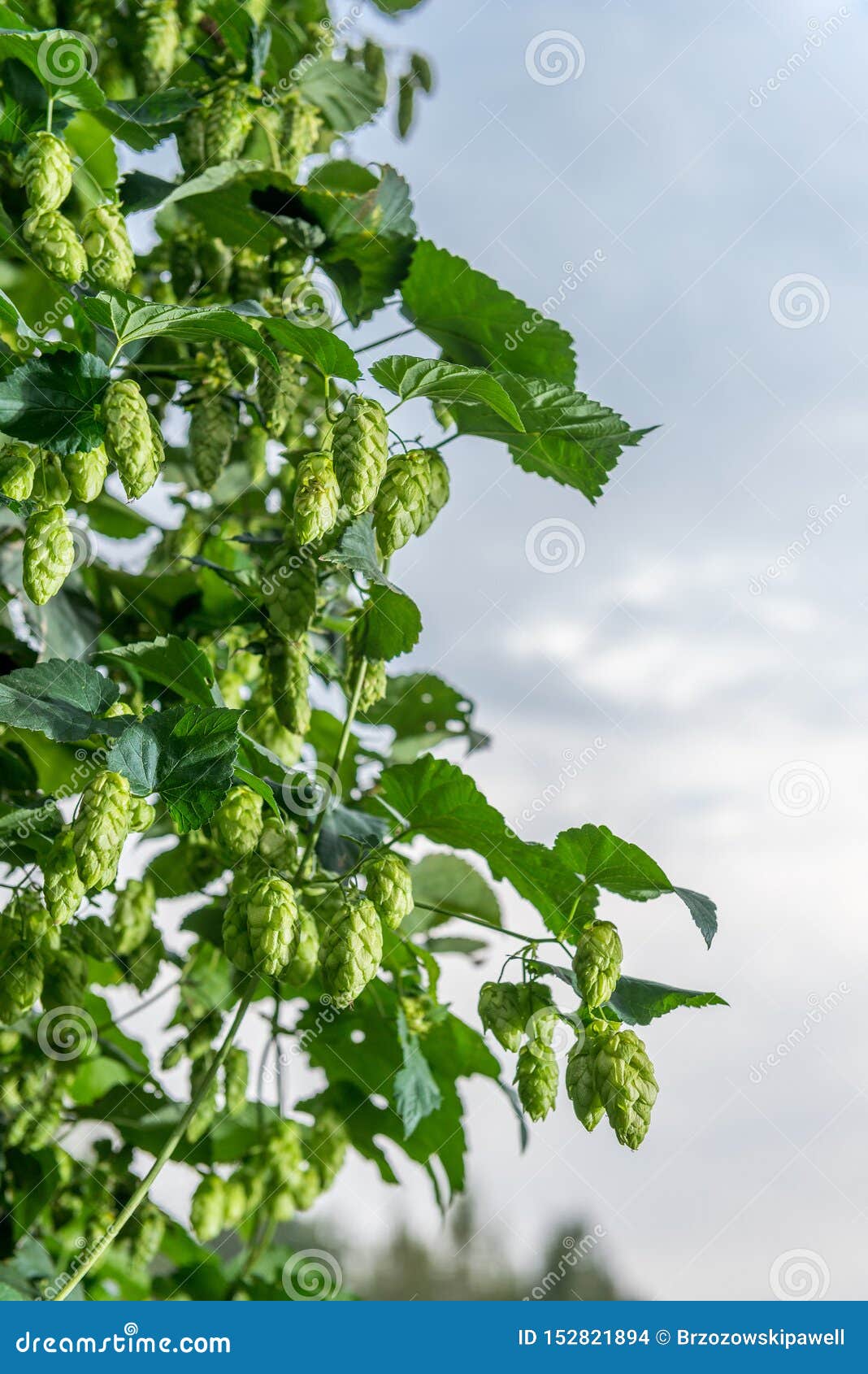 Hops Branch Close Up Vertical Stock Photo - Image of cone, beverage ...