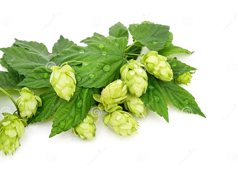 Hops branch with dew stock image. Image of nature, beverage - 328526369
