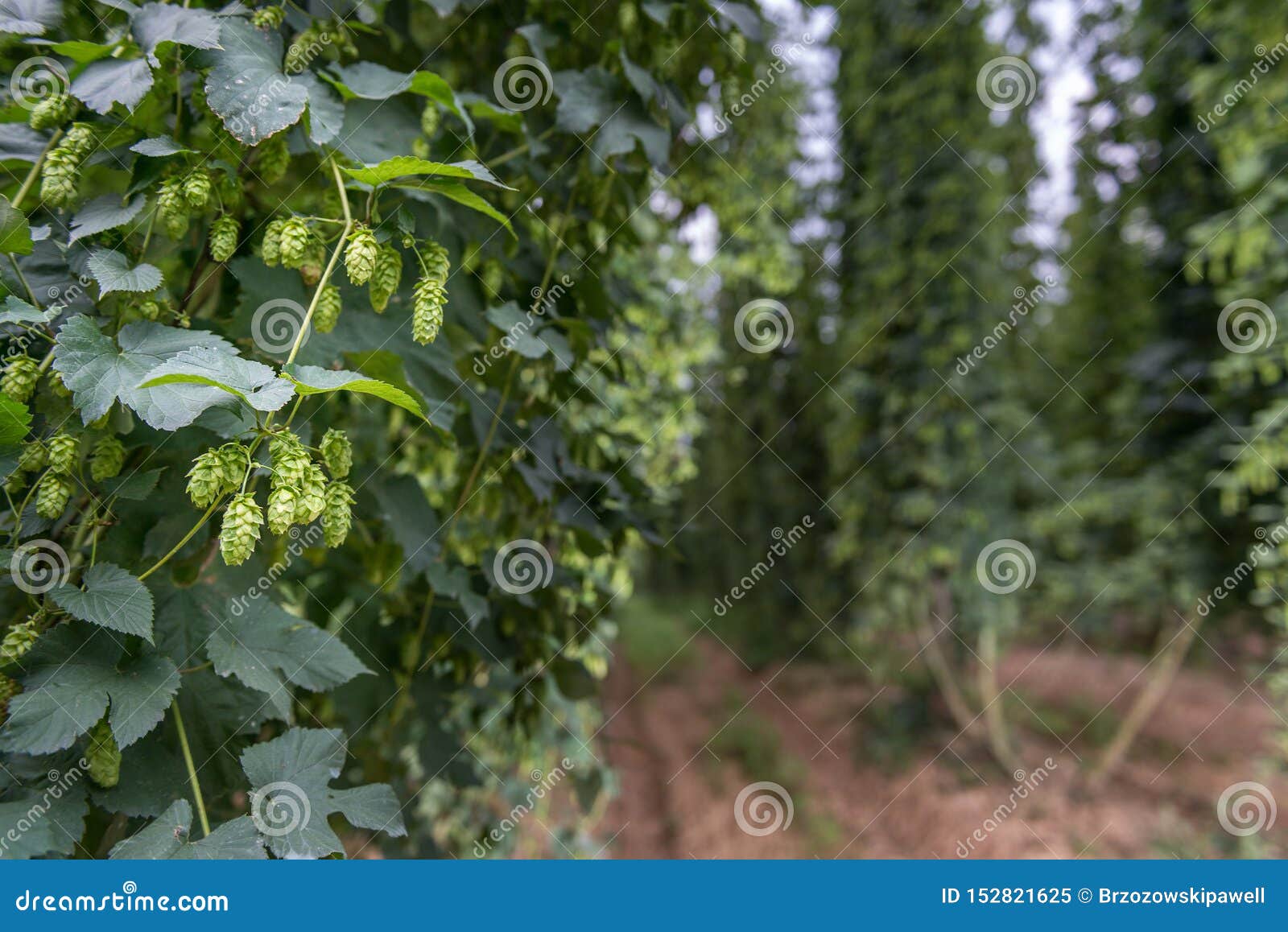 Hops Branch with Hops Row in the Background Stock Image - Image of ...