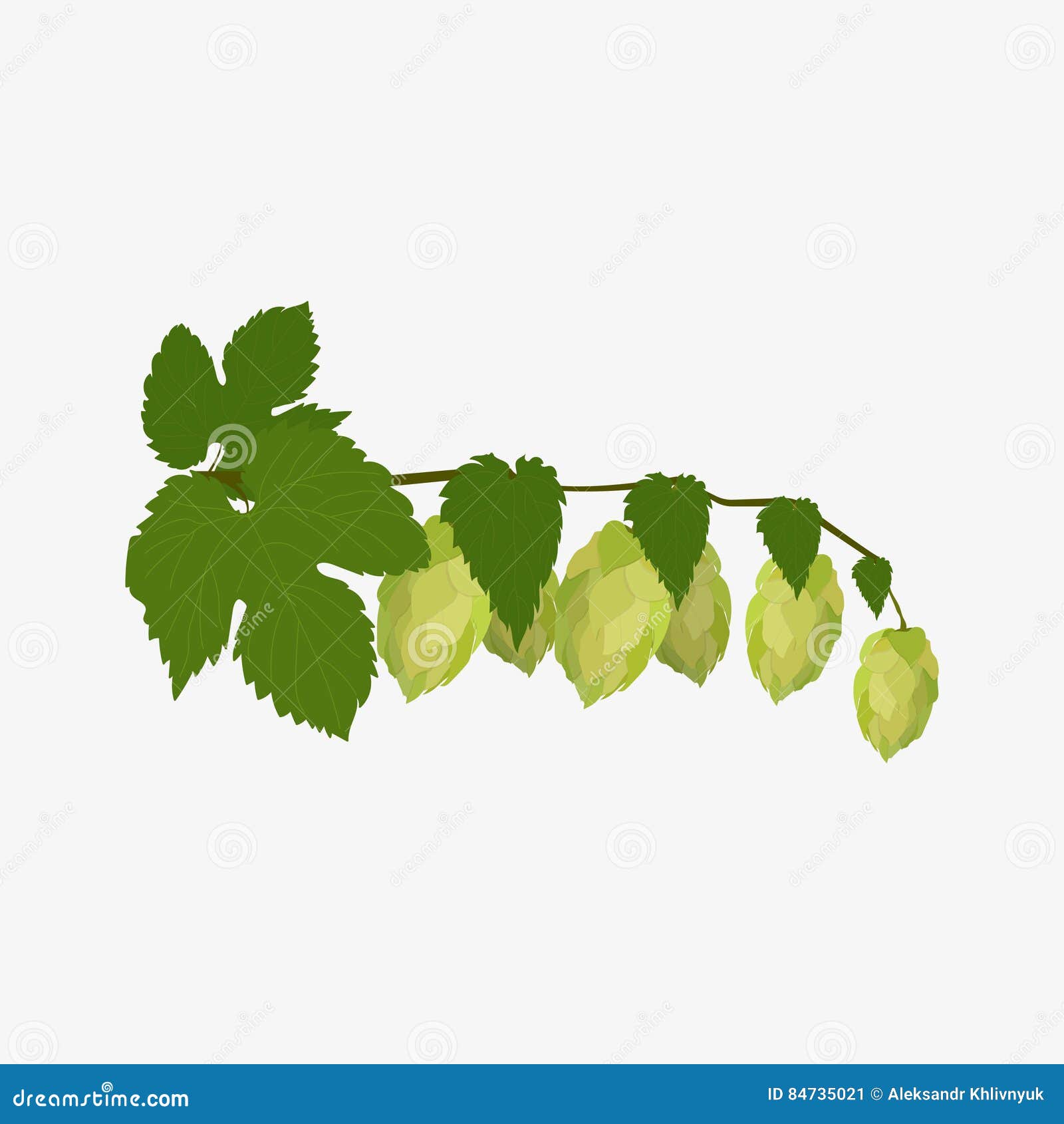 Hops Branch Isolated on White Background. Stock Illustration ...