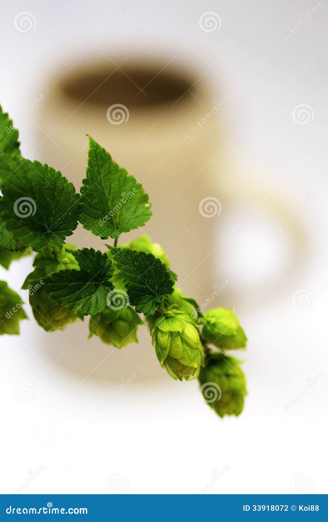 Hops stock photo. Image of taste, life, fruit, green - 33918072