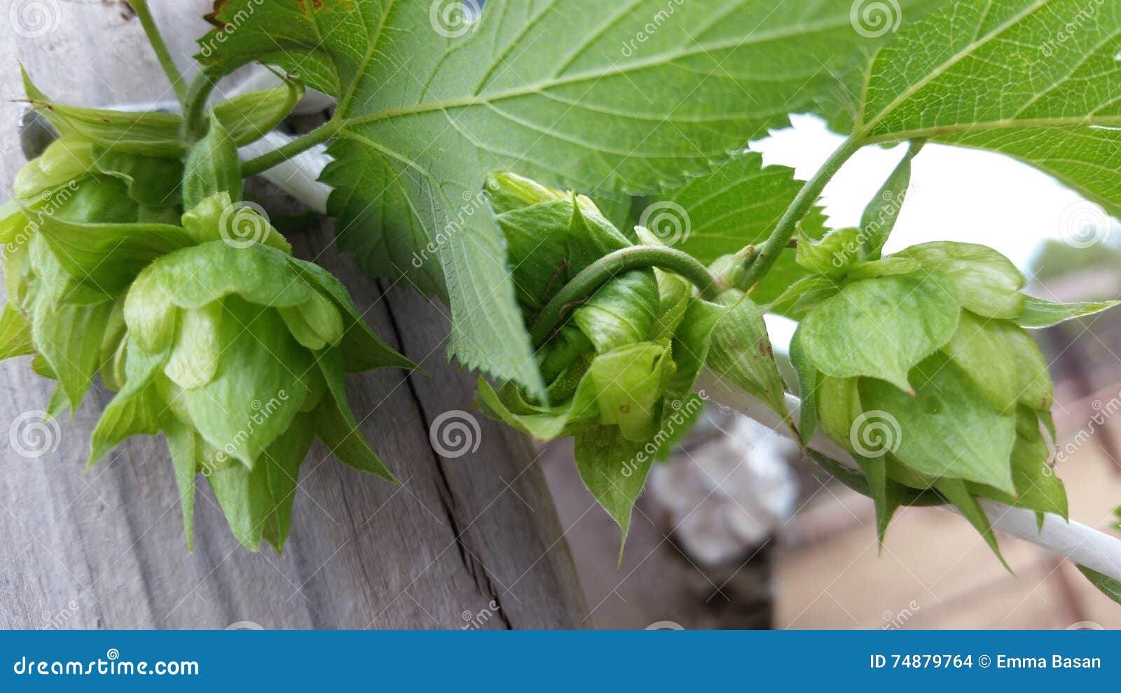 Hops Buds stock photo. Image of plant, hops, garden, brewing - 74879764