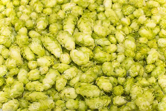 Hops stock image. Image of food, brewing, plant, ordinary - 44729653