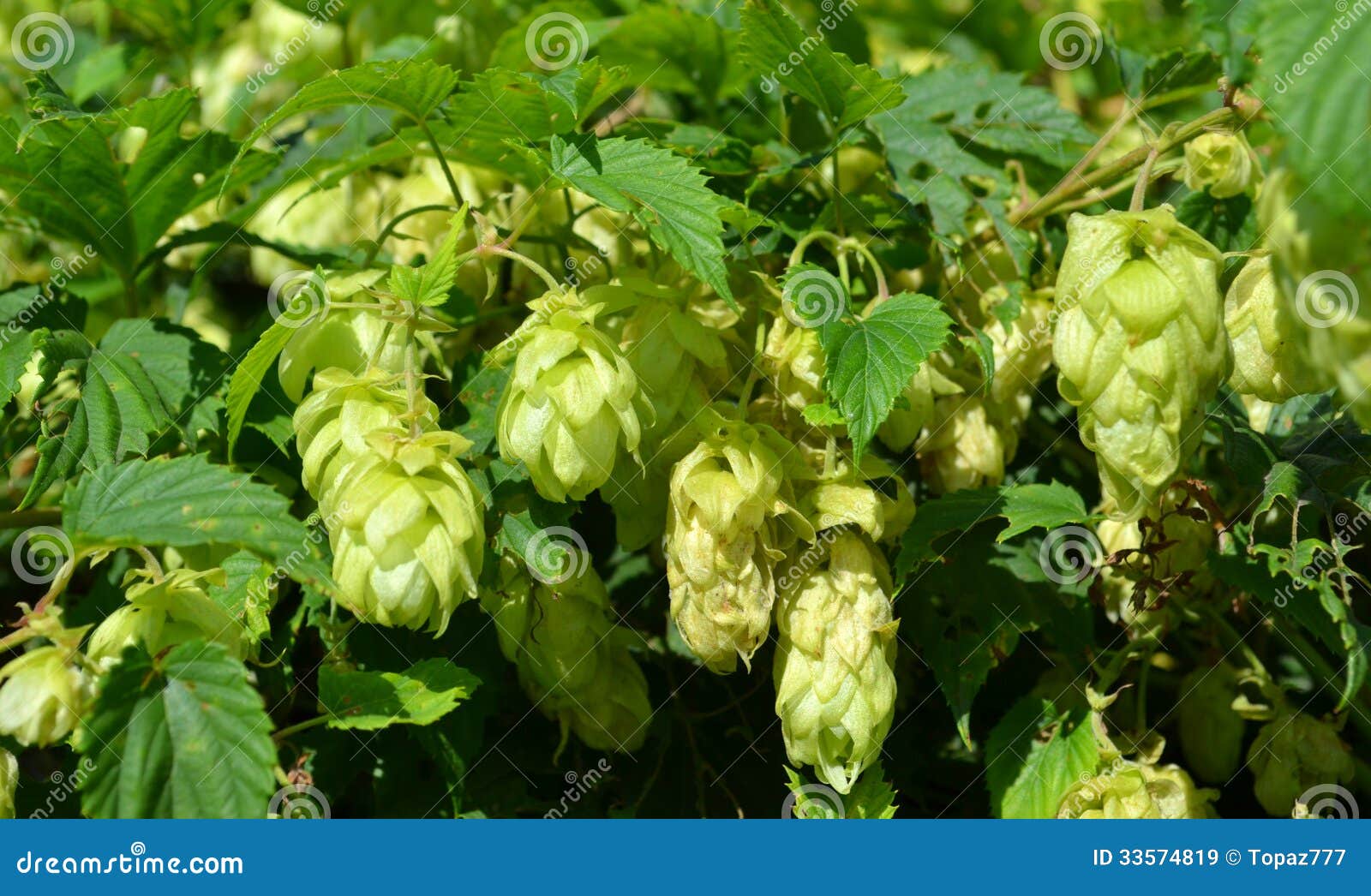 Hops Picture. Image: 33574819