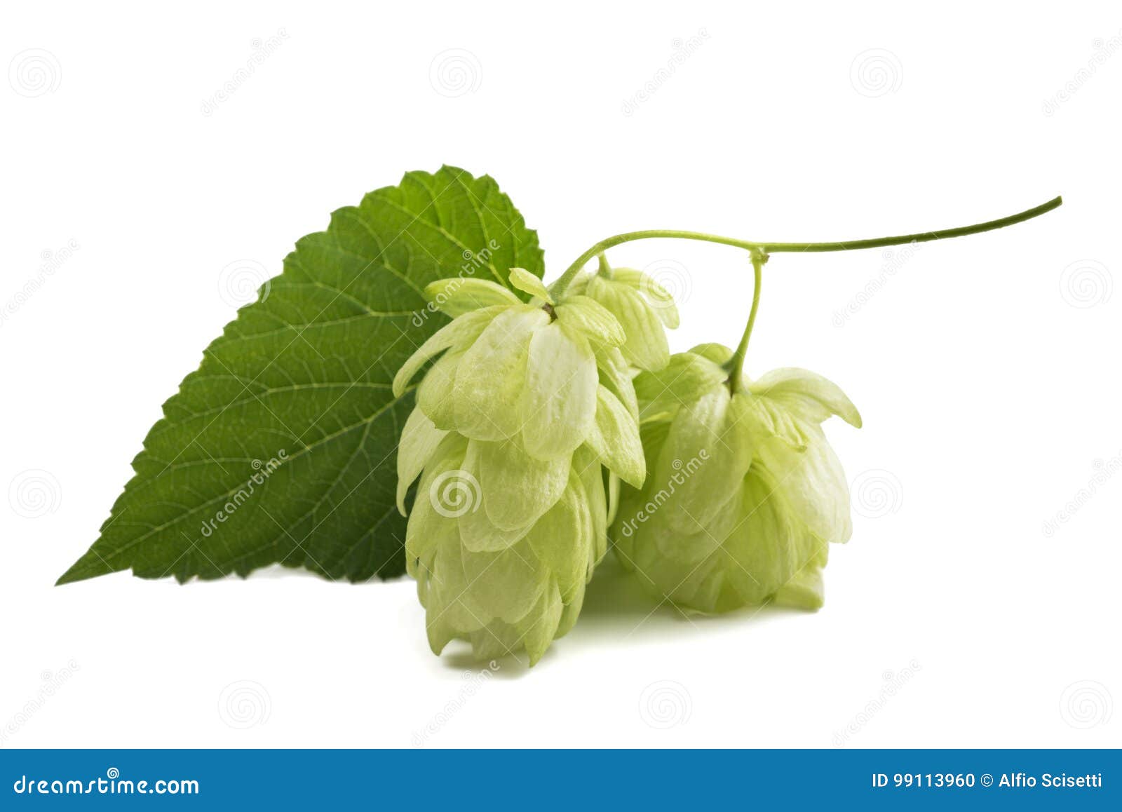 Hop Humulus lupulus stock photo. Image of lager, leaves - 99113960