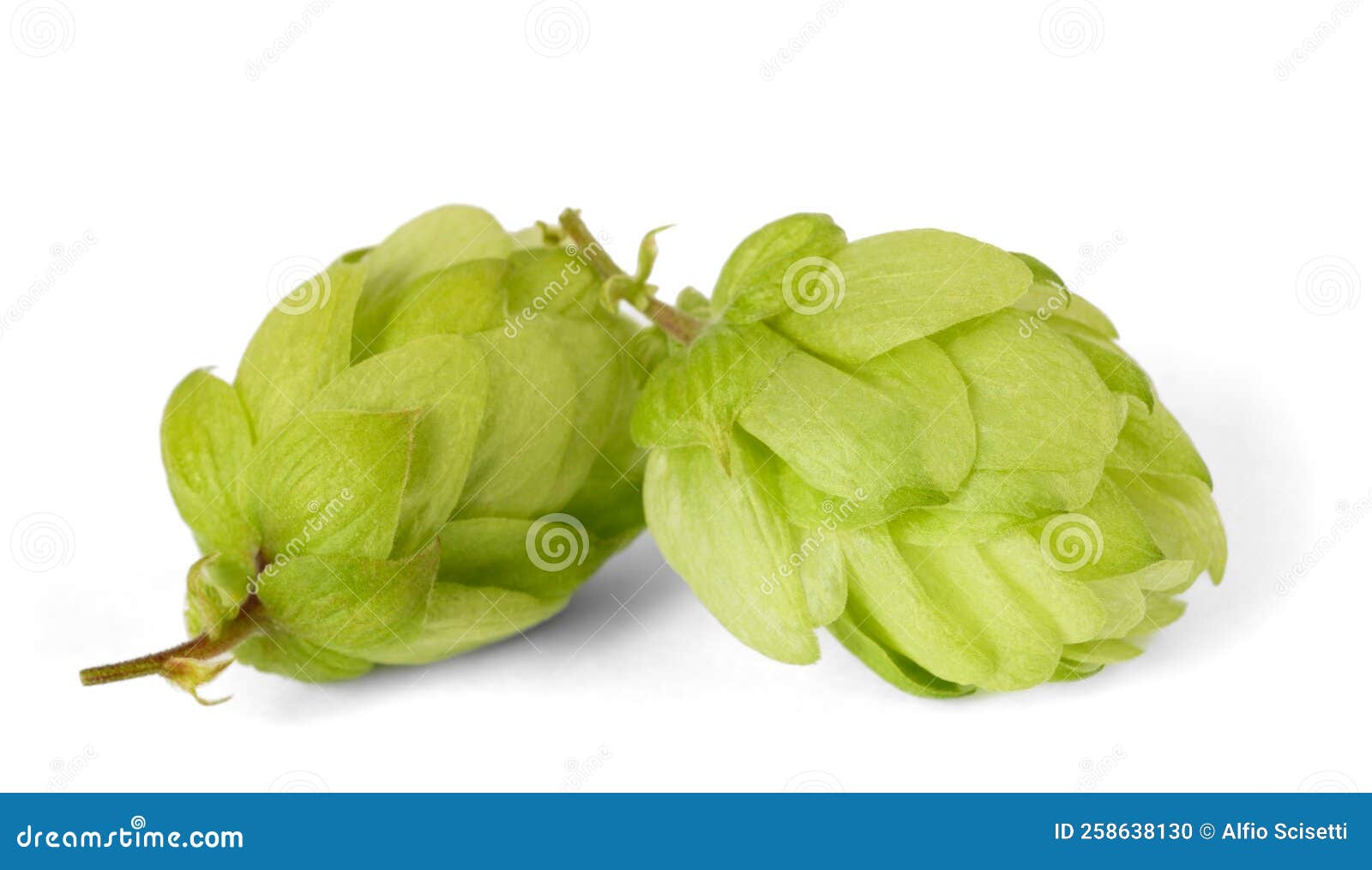 Hops cones stock photo. Image of conebeer, beer, ingredient - 258638130