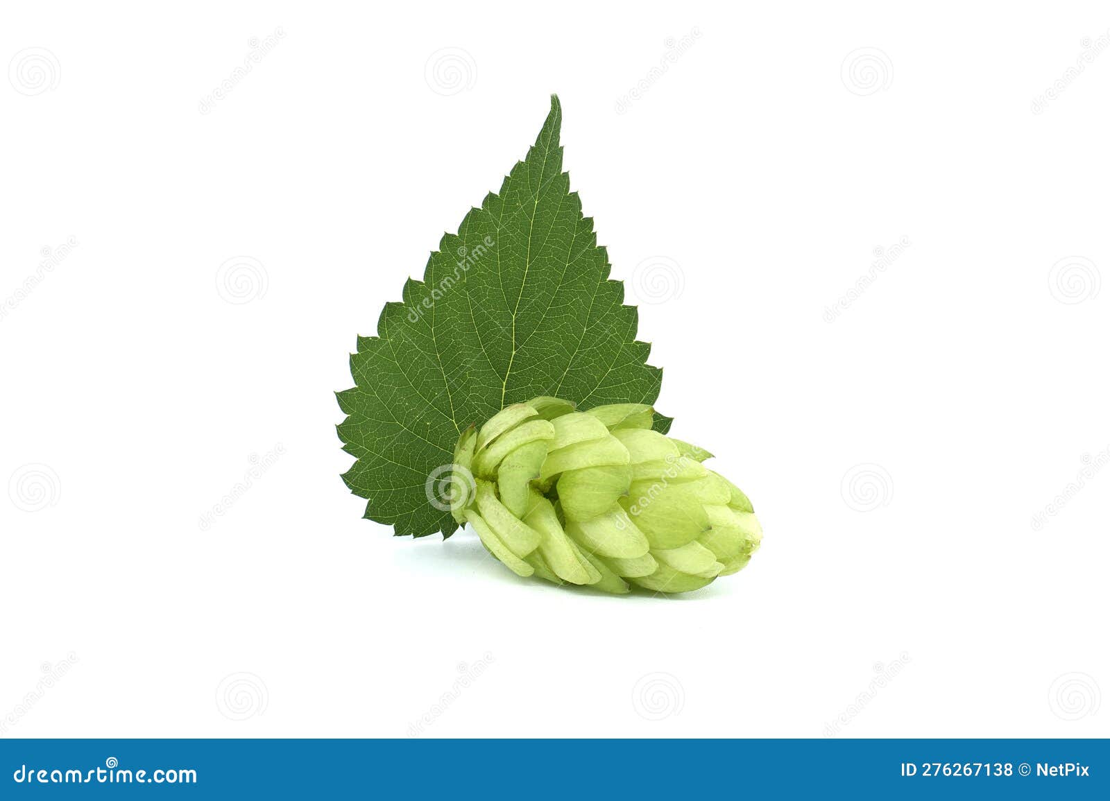 Hops Cones with Leaf Over a White Background Stock Photo - Image of ...