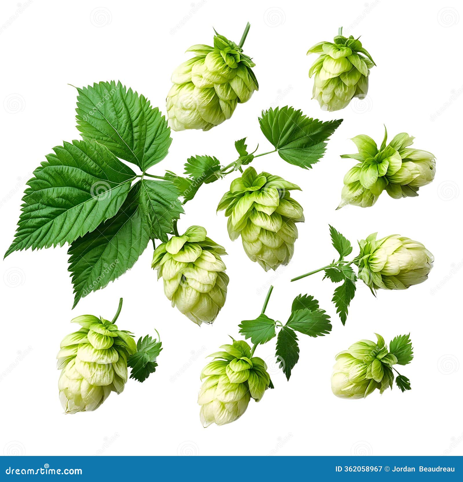 Hops Cones and Leaves Isolated on White Stock Illustration ...