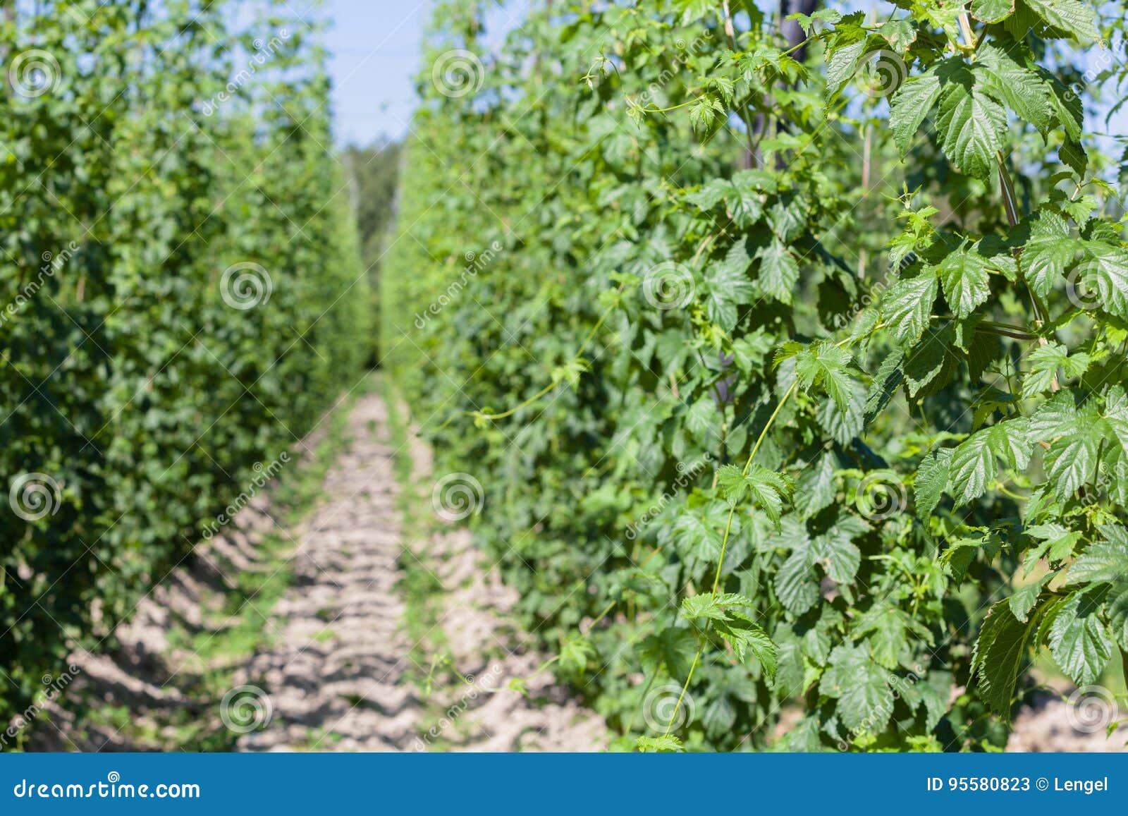 Hops cultivation. stock image. Image of bitter, europe - 95580823
