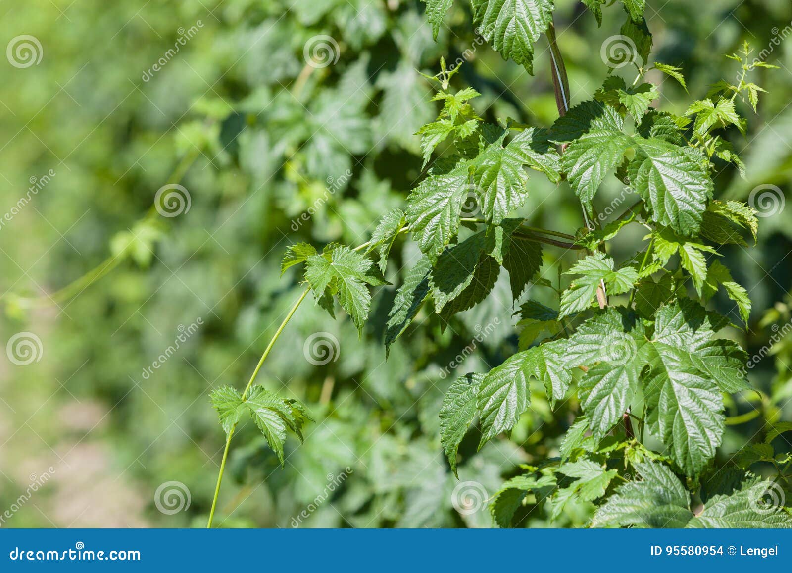 Hops cultivation. stock photo. Image of organic, medicine - 95580954