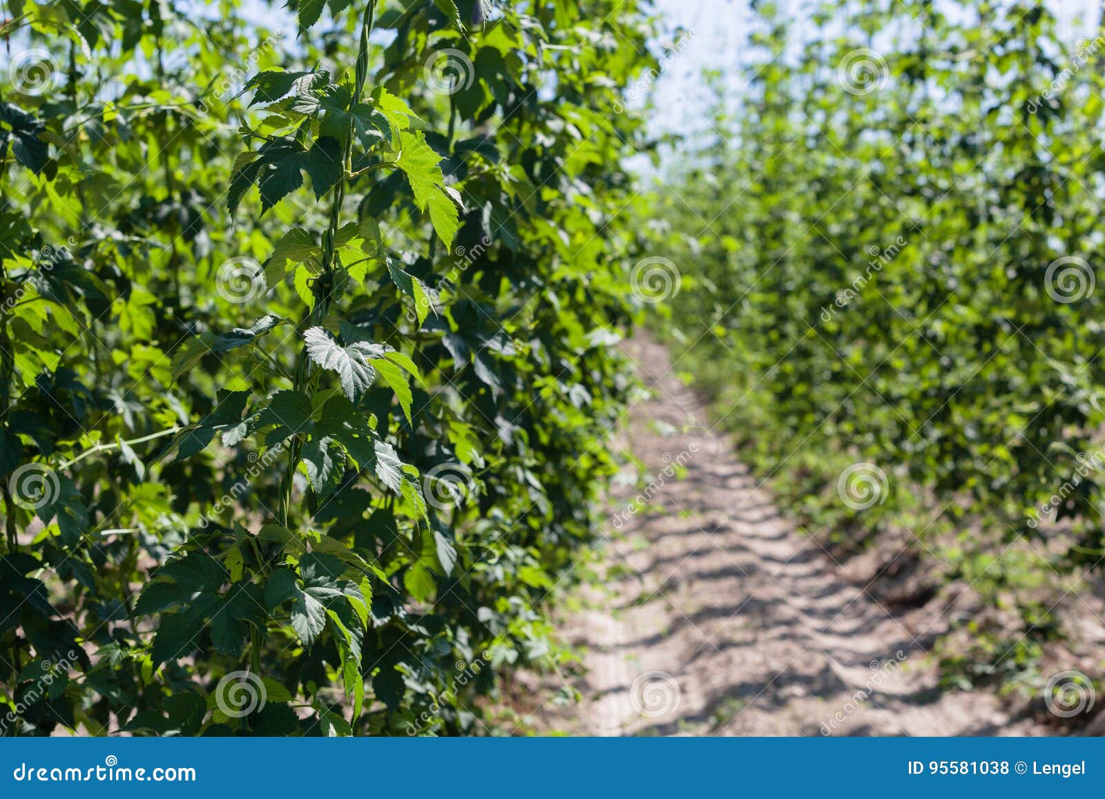Hops cultivation. stock photo. Image of plantation, alcohol - 95581038