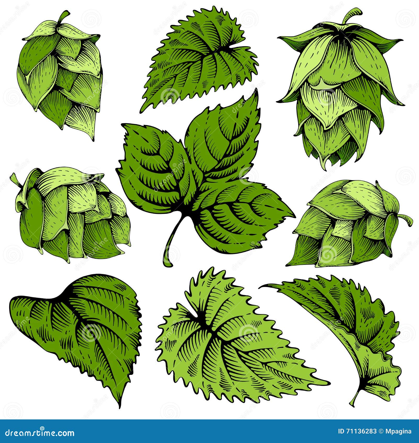 Hops elements set stock vector. Illustration of hand - 71136283