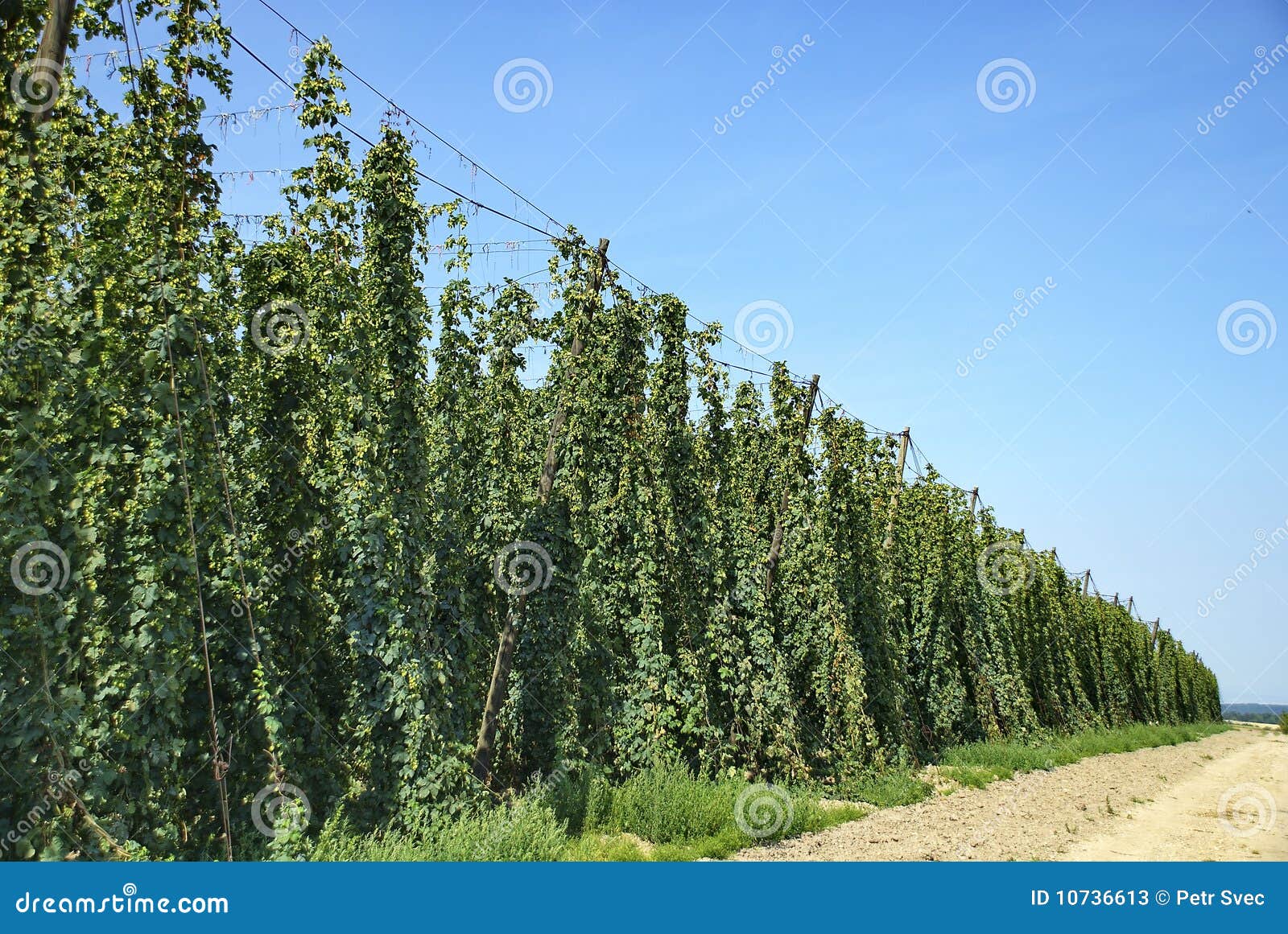 Hops farm stock image. Image of beer, green, distillery - 10736613