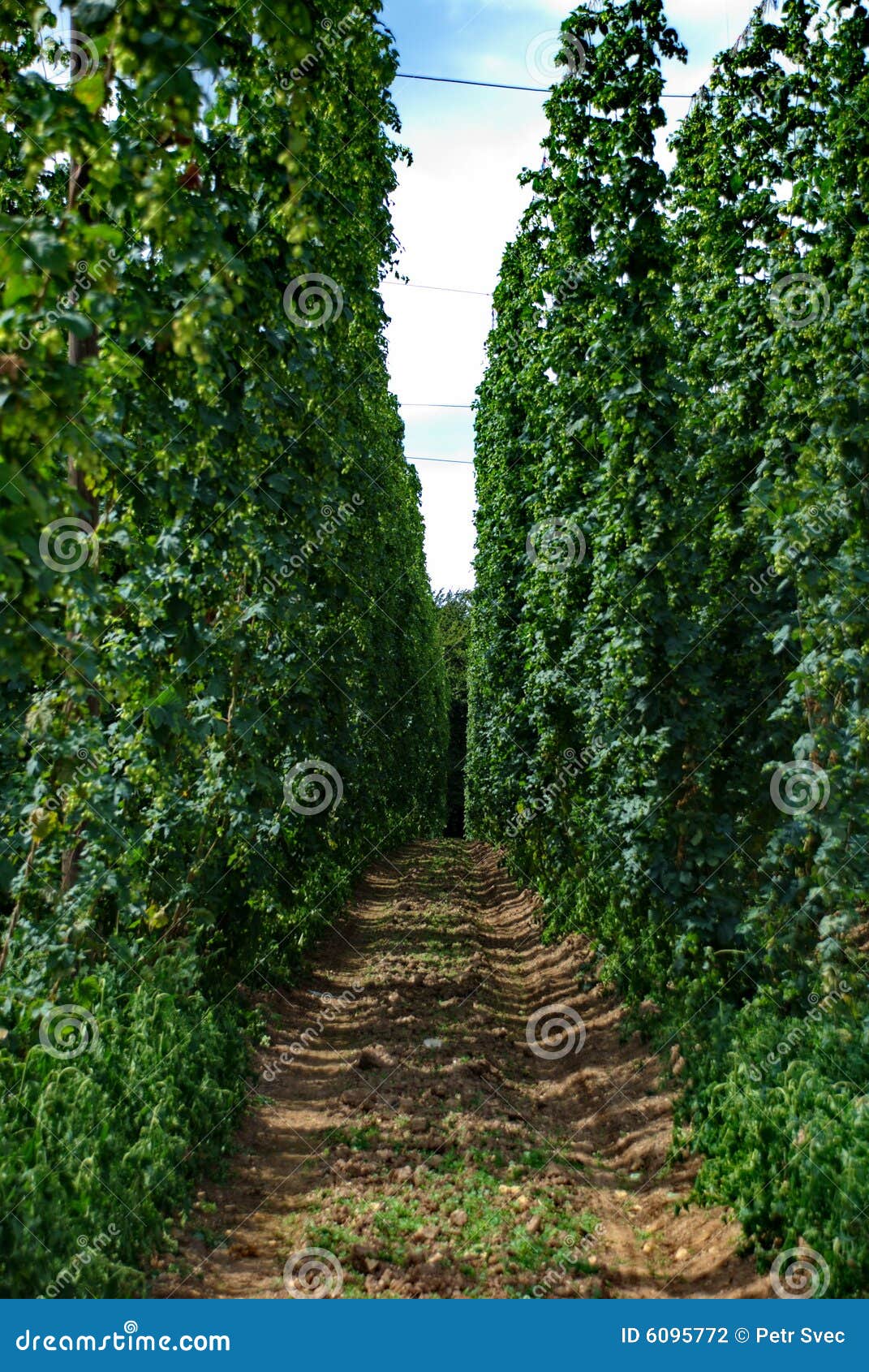 Hops farm #13 stock photo. Image of alcohol, growth, beer - 6095772