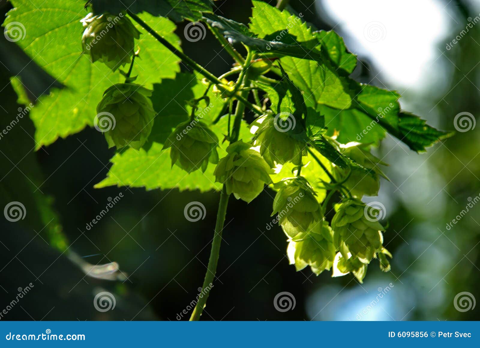 Hops farm #15 stock photo. Image of daytime, green, drunk - 6095856