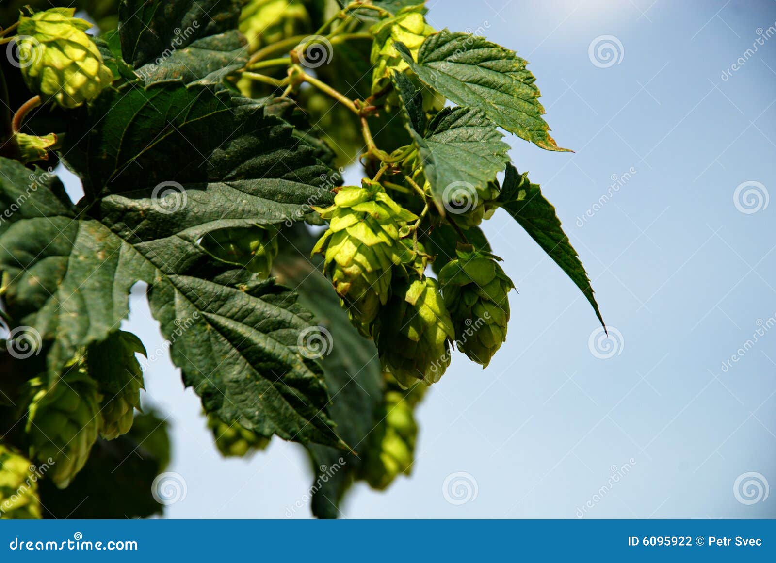 Hops farm #19 stock photo. Image of cask, growing, distillery - 6095922