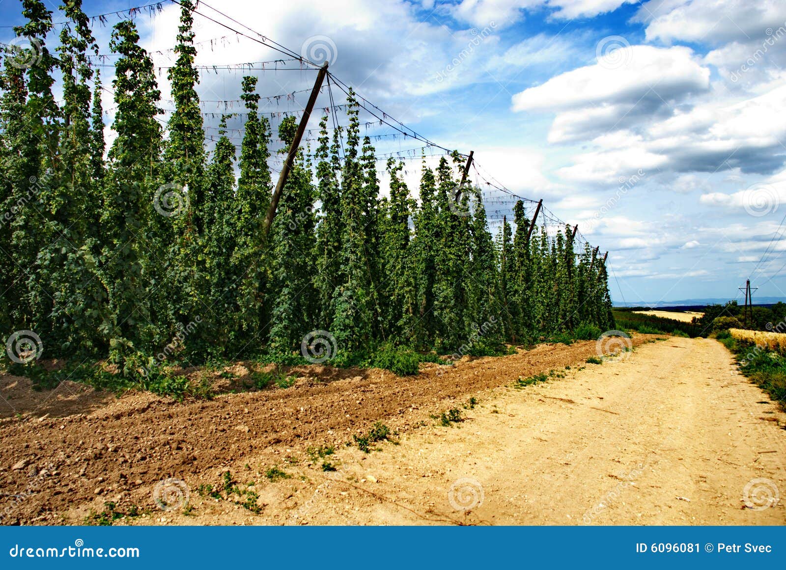 Hops farm #23 stock image. Image of barley, ingredient - 6096081
