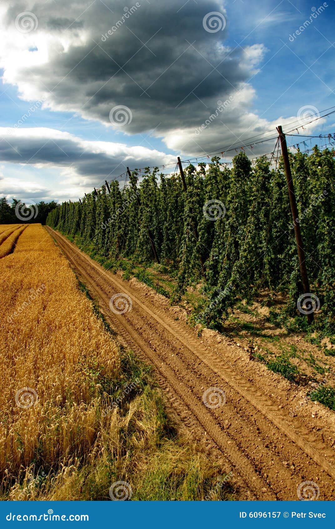 Hops farm #24 stock image. Image of growing, agriculture - 6096157