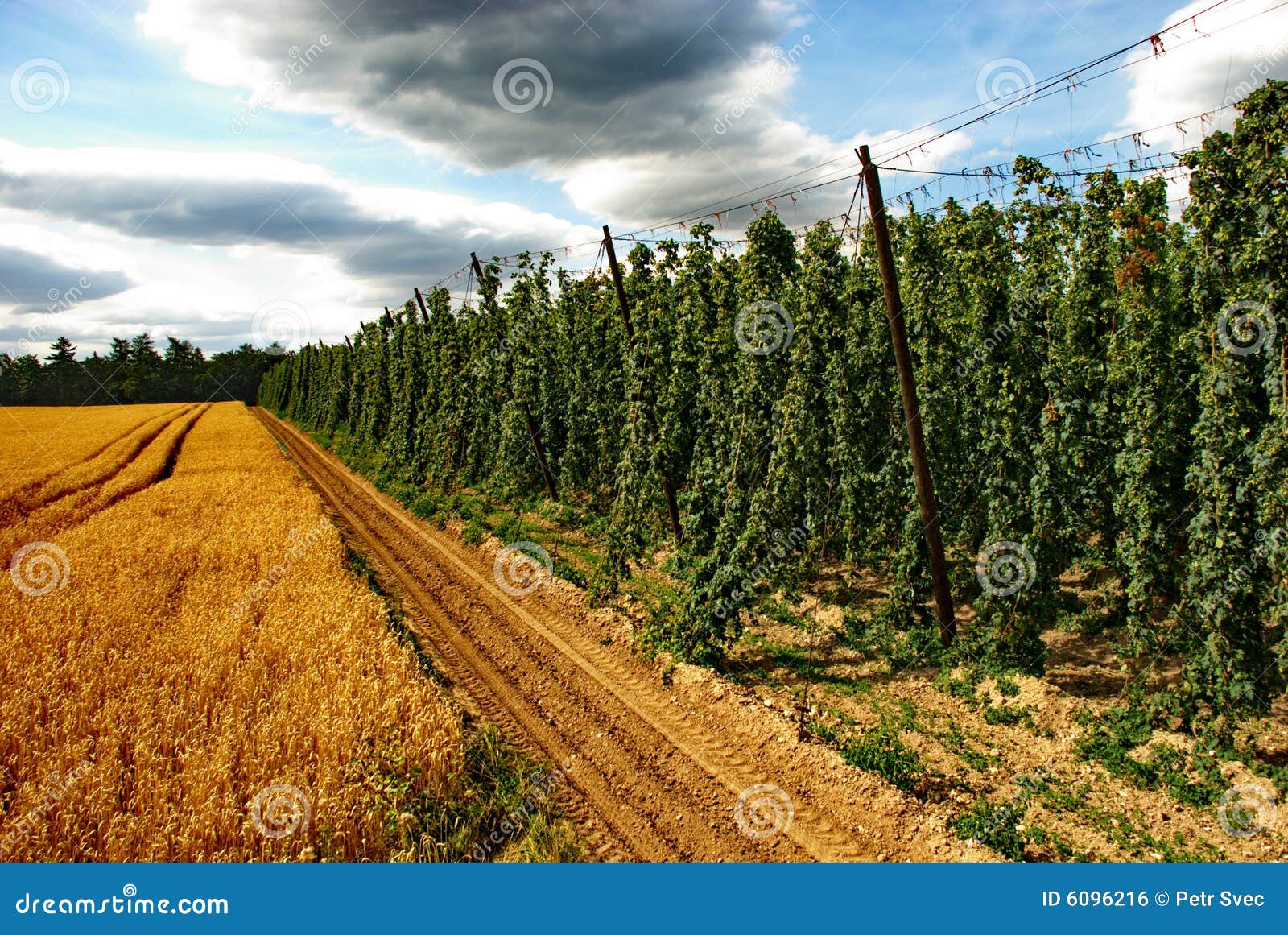 Hops farm #25 stock photo. Image of drunk, green, fermenting - 6096216