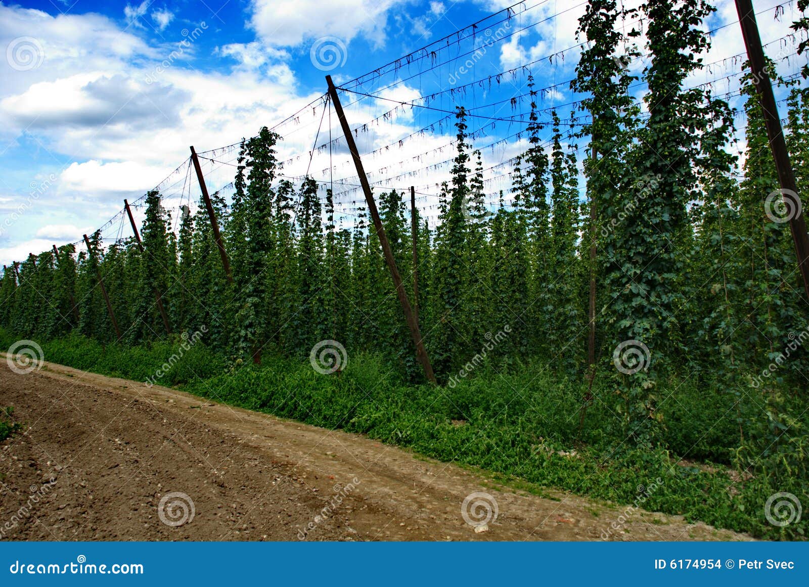 Hops farm #27 stock photo. Image of hops, brew, ingredient - 6174954