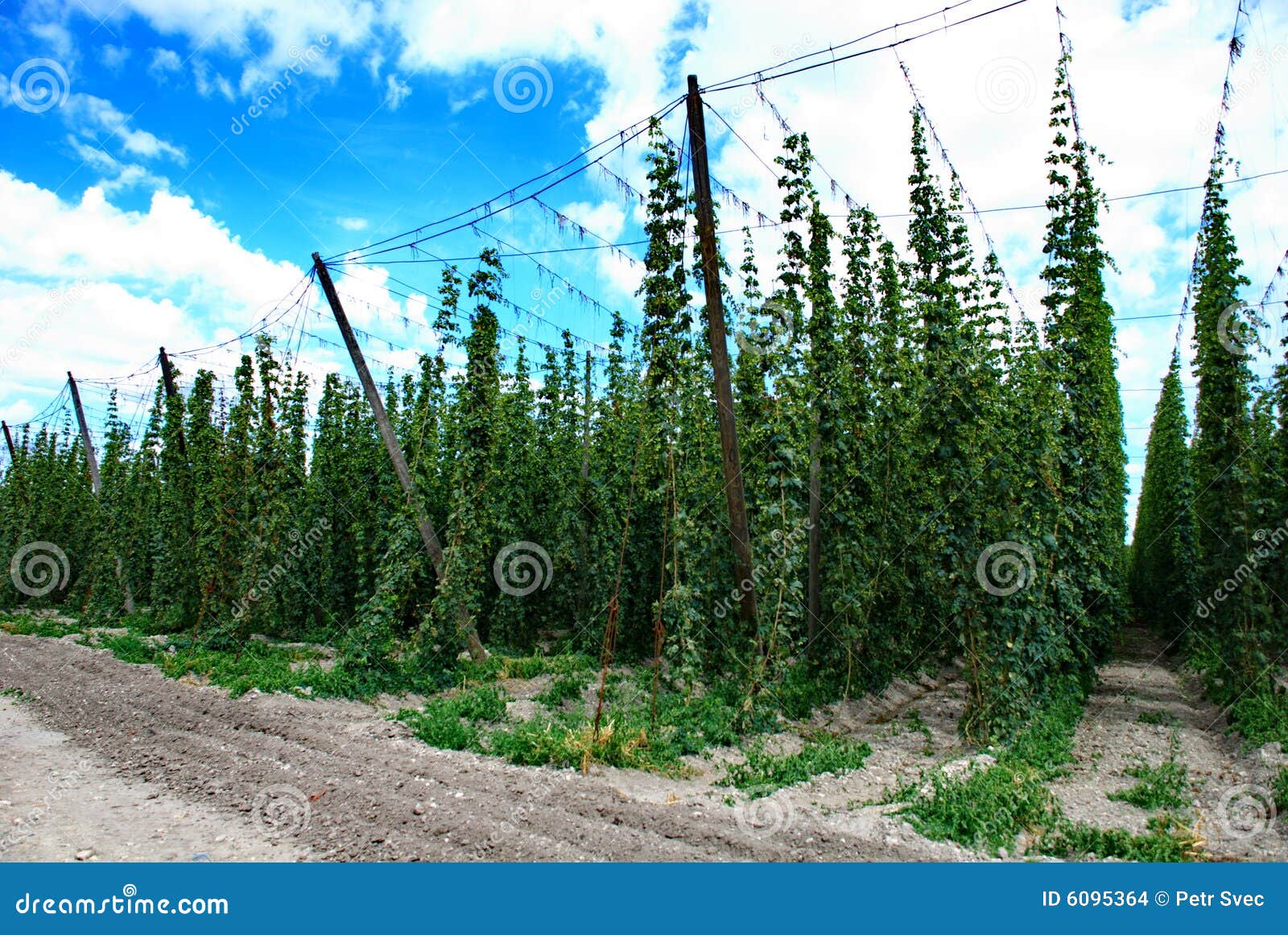 Hops farm #5 stock photo. Image of cultivated, field, alcoholic - 6095364
